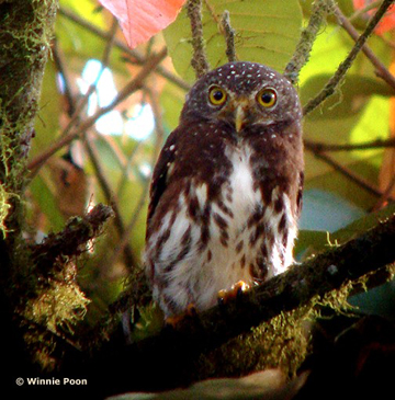 Private reserve safeguards newly discovered frogs in Ecuadorian cloud ...